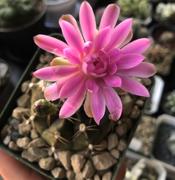 Gymnocalicium tucavocense damsii – Planet Desert