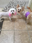 Hempz Petz Creamy Citrus Orange & Red Raspberry Herbal Deodorizing Shampoo