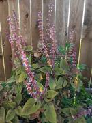 Mighty Mosaic Coleus