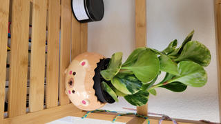 Heji Hedgehog Planter – Shopzoki