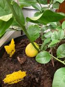 Meyer Lemon Tree | Meyer Lemon Tree for Sale — PlantingTree
