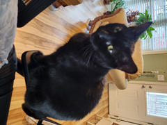 The best ergonomic office chairs | NeueChair™ | Secretlab EU