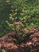 Dynamite Red Crape Myrtle Trees for Sale – FastGrowingTrees.com