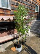 Methley Plum Trees for Sale – FastGrowingTrees.com