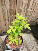 Fall Gold Raspberry Bushes for Sale – FastGrowingTrees.com