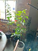 Cold Hardy Avocado Trees for Sale – FastGrowingTrees.com