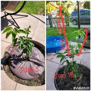 Stella Cherry Trees for Sale – FastGrowingTrees.com