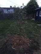 5-in-1 Apple Trees for Sale – FastGrowingTrees.com