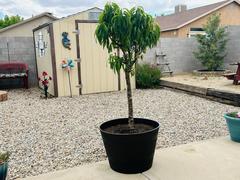 Bonanza Peach Trees for Sale – FastGrowingTrees.com