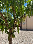 Bonanza Peach Trees for Sale – FastGrowingTrees.com