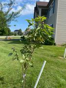 Royal Ann Cherry Trees for Sale – FastGrowingTrees.com