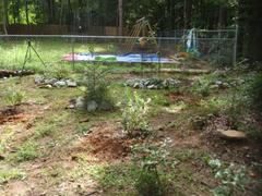 Royal Ann Cherry Trees for Sale – FastGrowingTrees.com