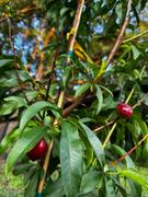 Red Gold Nectarine Trees for Sale – FastGrowingTrees.com