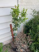 Hardy Flying Dragon Orange Trees for Sale – FastGrowingTrees.com