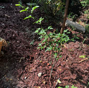 Hardy Flying Dragon Orange Trees for Sale – FastGrowingTrees.com