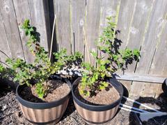 Kiowa Blackberry Bushes for Sale – FastGrowingTrees.com