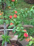 Reliance Peach Trees for Sale – FastGrowingTrees.com