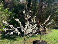 Bubblegum 'Toka' Plum Trees for Sale – FastGrowingTrees.com
