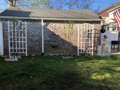 Sunglo Nectarine Trees for Sale– FastGrowingTrees.com