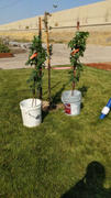 Silver Maple Trees for Sale – FastGrowingTrees.com