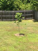 Silver Maple Trees for Sale – FastGrowingTrees.com