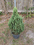 Blue Point Juniper (Juniperus chinensis) – FastGrowingTrees.com