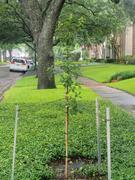 Chinese Fringe Tree for Sale | Fast-Growing-Trees.com ...