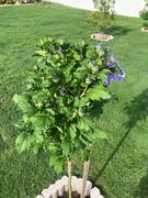 Azurri Blue Satin® Rose of Sharon Althea Trees | FastGrowingTrees.com