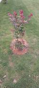 Colorama™ Scarlet Crape Myrtle Trees for Sale – FastGrowingTrees.com