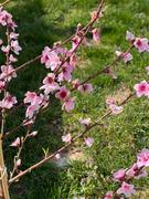 June Gold Peach Trees for Sale – FastGrowingTrees.com