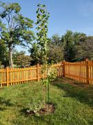 Chinese Mormon Apricot Trees for Sale | FastGrowingTrees.com