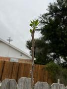 Blushing Delight™ Columnar Apple Trees for Sale – FastGrowingTrees.com