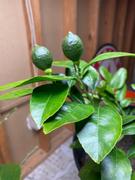 Lemon-Lime Citrus Bushes for Sale | FastGrowingTrees.com