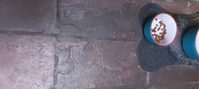 Dog Food Reviews 🐶 | Scratch Pet Food