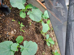 Green Magic Broccoli (F1 Hybrid 60 Days) – Pinetree Garden Seeds