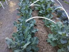 Green Magic Broccoli (F1 Hybrid 60 Days) – Pinetree Garden Seeds