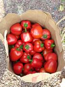 Pinetree Garden Seeds