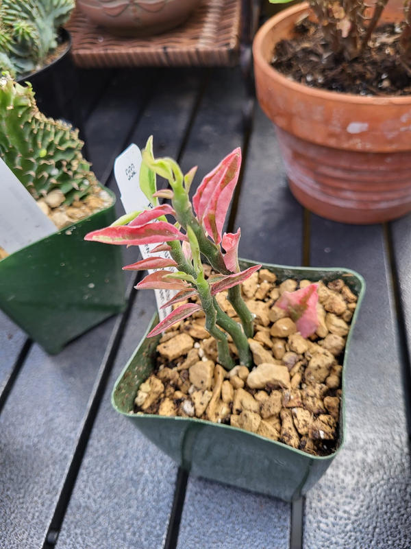 Pedilanthus Tithymaloides Variegated | Order Now | Planet Desert