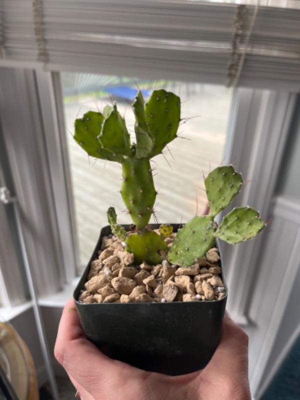 Brazilian Prickly Pear 'Opuntia argentiniana' - Shop at Planet Desert