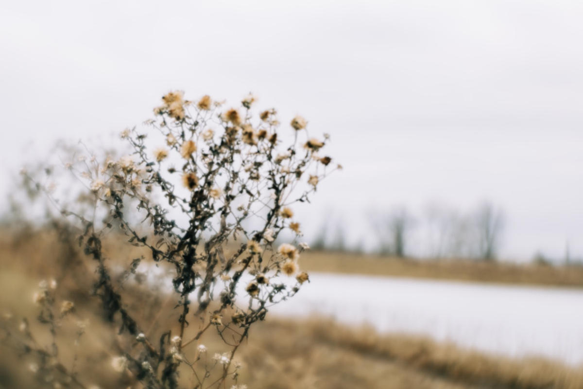 Soft Focus II Optic - Lensbaby