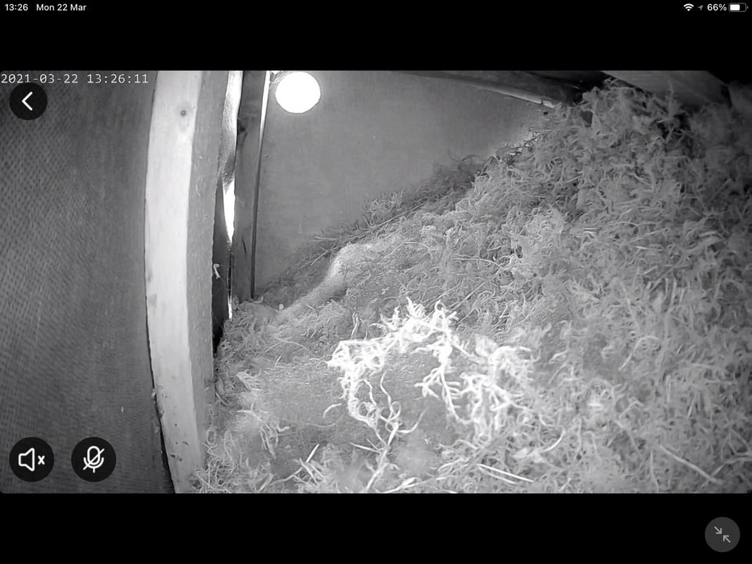 WiFi Bird Box Camera - WiFi Nest Box Camera | Green Feathers