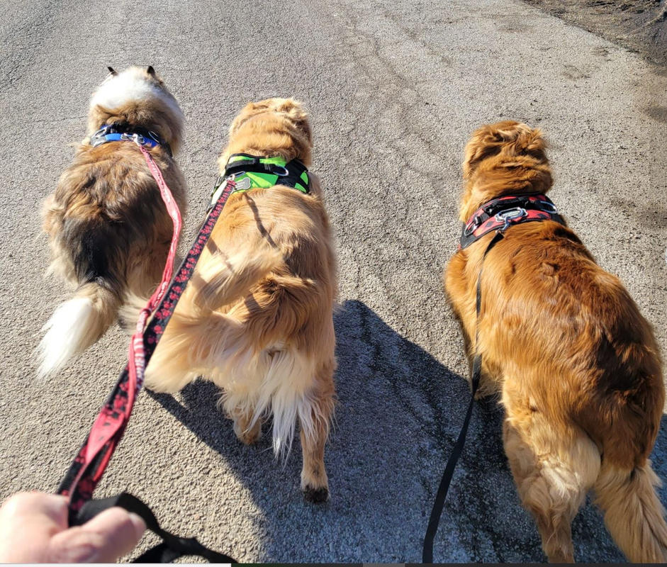 Joyride Harness | Portable/Collapsable Silicone Dog Bowl