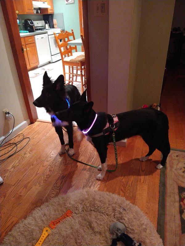 World's Best No Pull Dog Harnesses Fitting Dogs Big to Small – Joyride ...