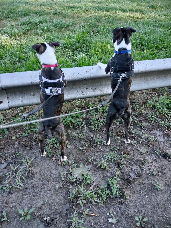 No Pull Dog Harness | Best Dog Harness | Joyride Harness