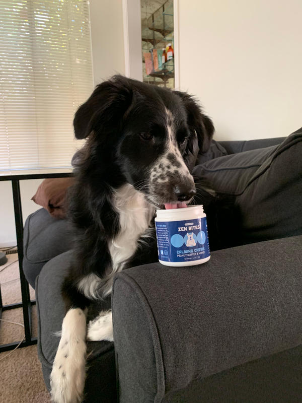 Zen Bites - All Natural Calming Chews for Pets – Zen Dogs and Cool Cats