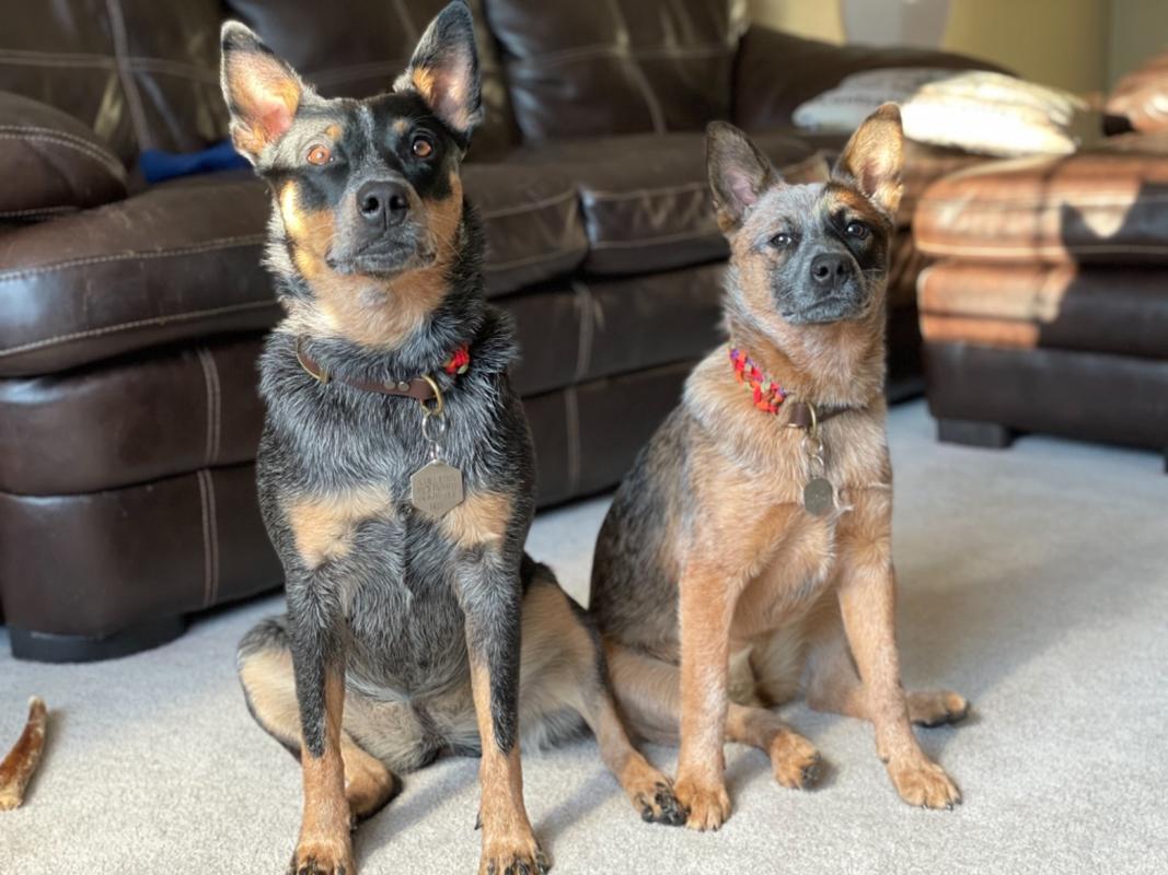 Custom River Collar - Your own design! – Native Collars