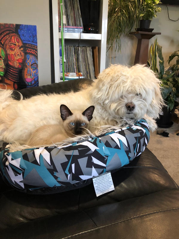 Joint Supplements for Dogs - Coastal Canine Joint Boost