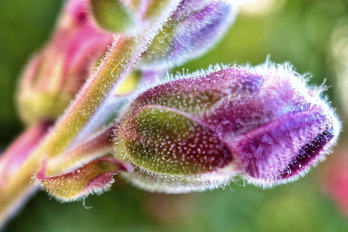 iPhone 11 Pro Max Macro Lens - SANDMARC