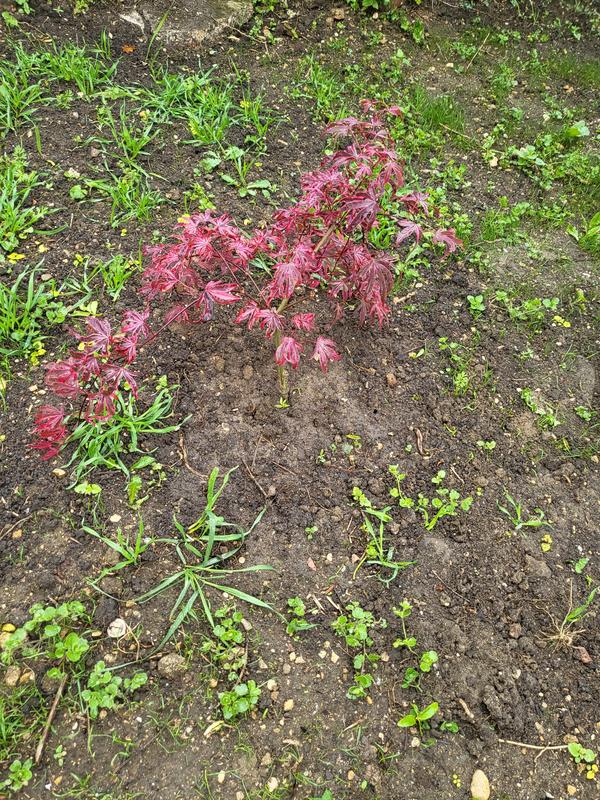 Acer palmatum Pink Passion - Striking Japanese Maple Shirazz