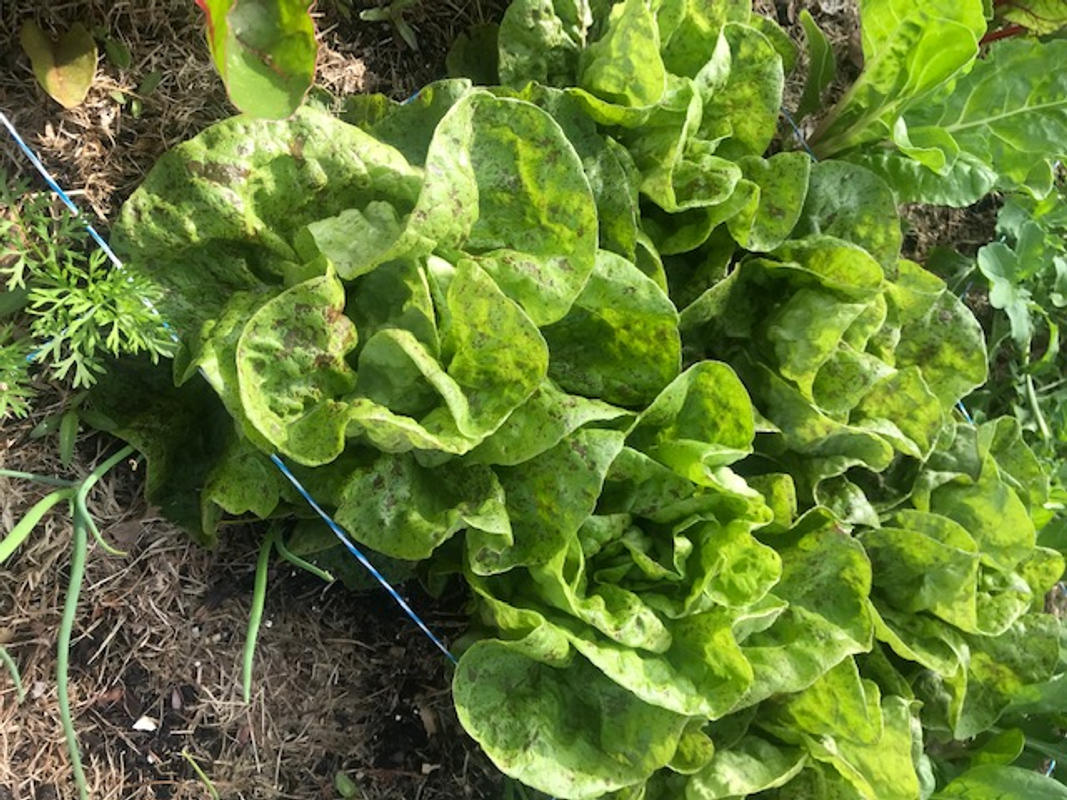 Speckled Butterhead Lettuce (Heirloom 55 days) Lactuca sativa